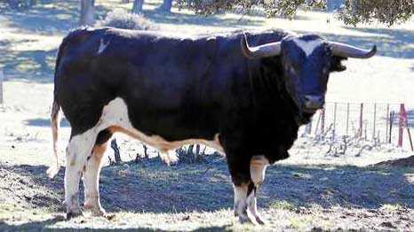 Salamanca y Cáceres, últimos reductos de los célebres "patasblancas"